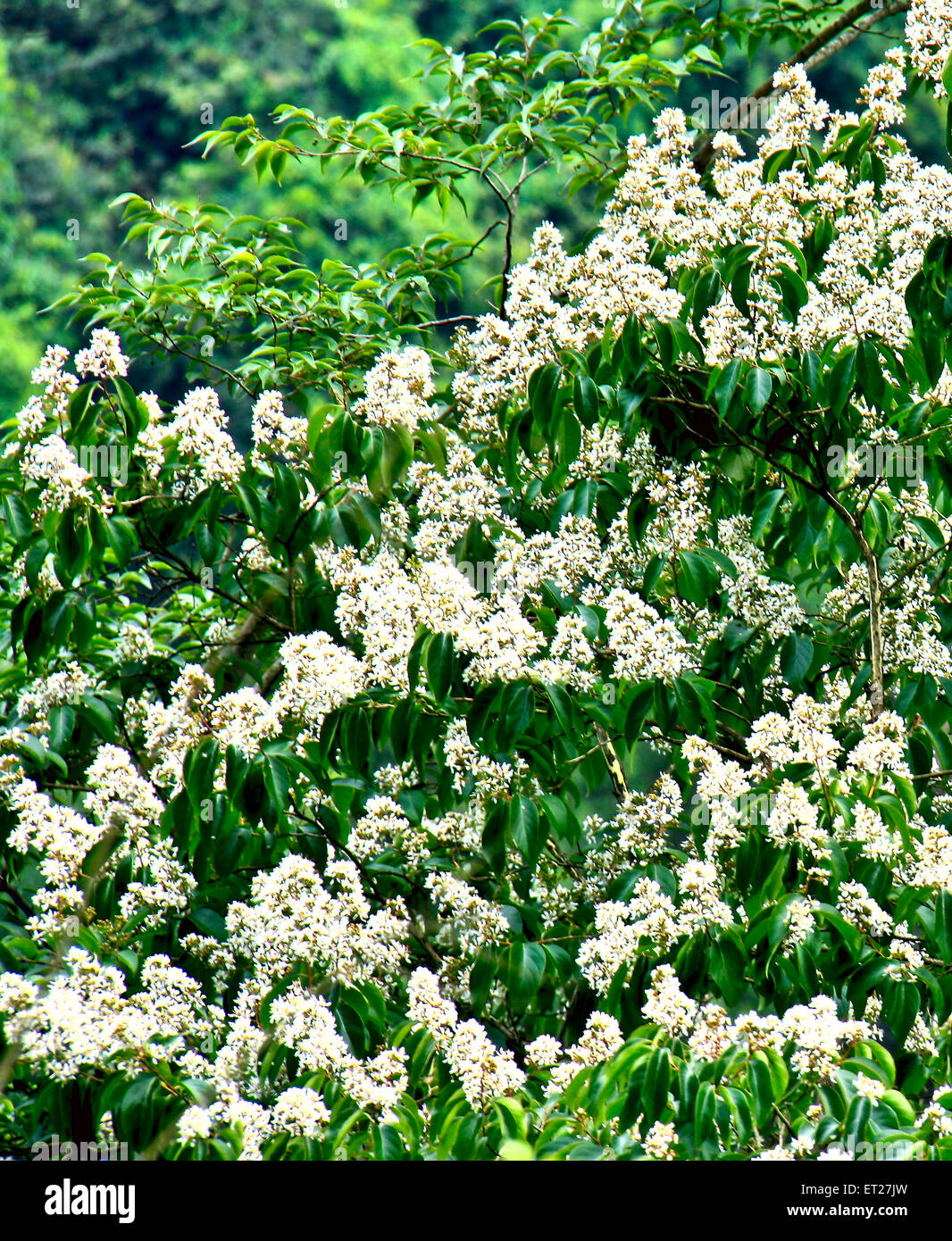 inflorescence dense and abundant tree Stock Photo - Alamy