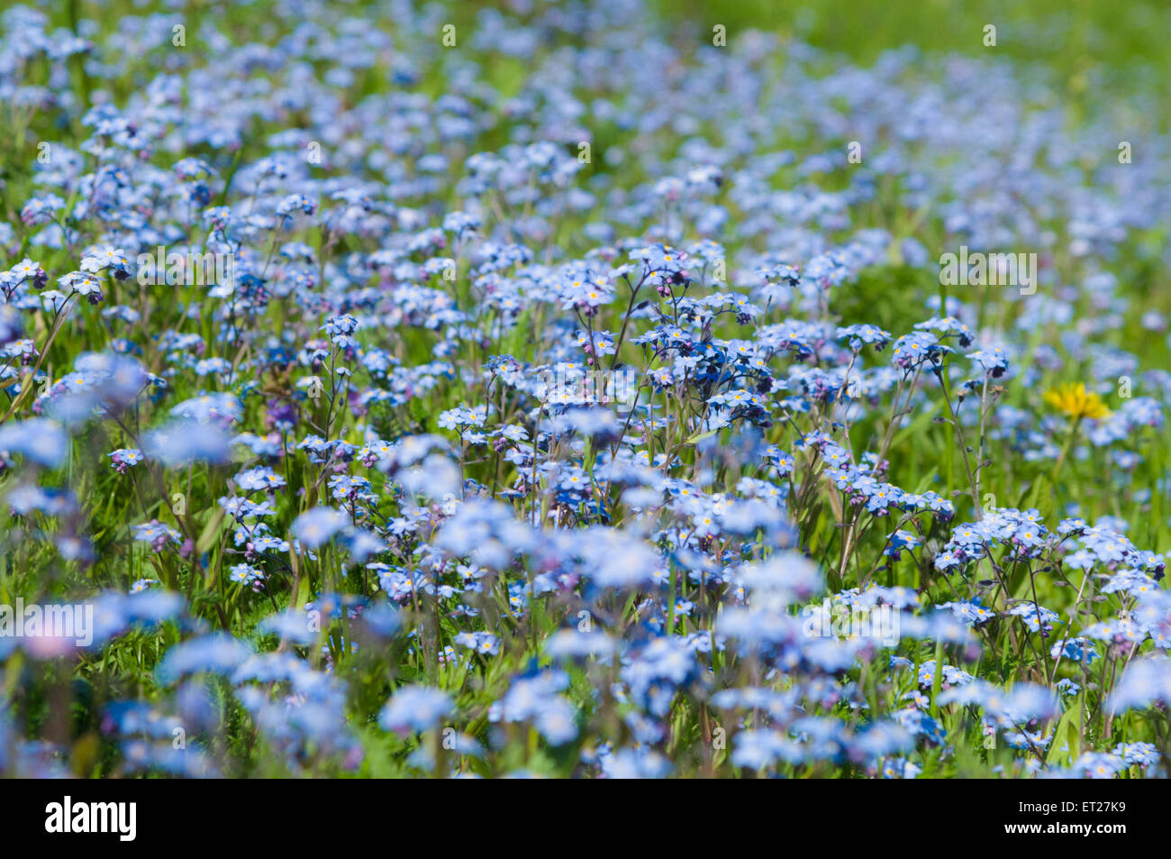 Blossom forget-me-not flowers field summertime background Stock Photo ...