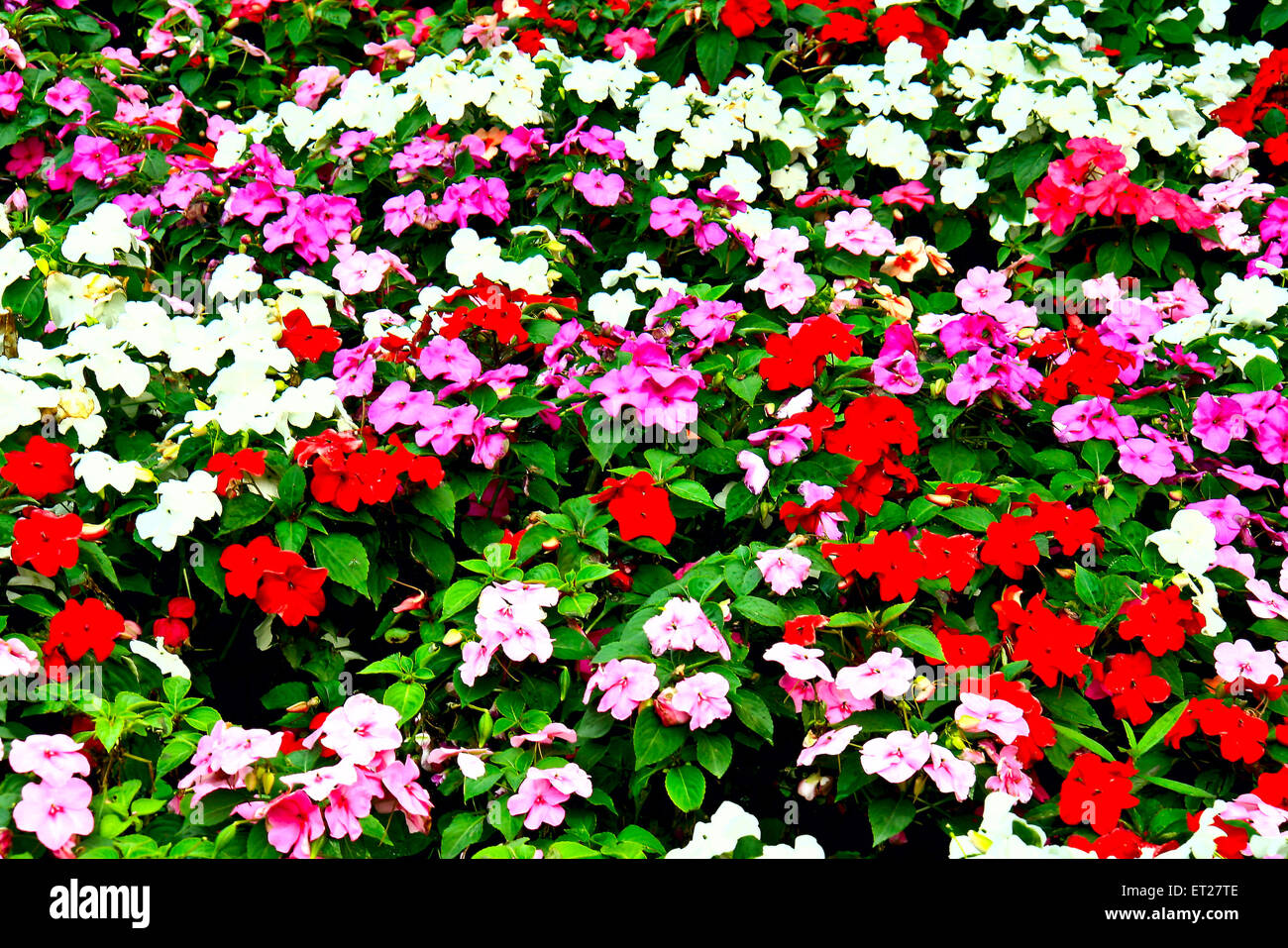 Colors and flore hi-res stock photography and images - Alamy