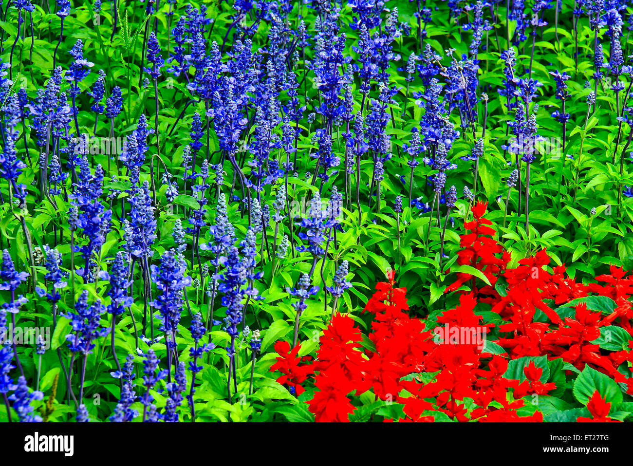 The bright colors of lawn plants Stock Photo - Alamy