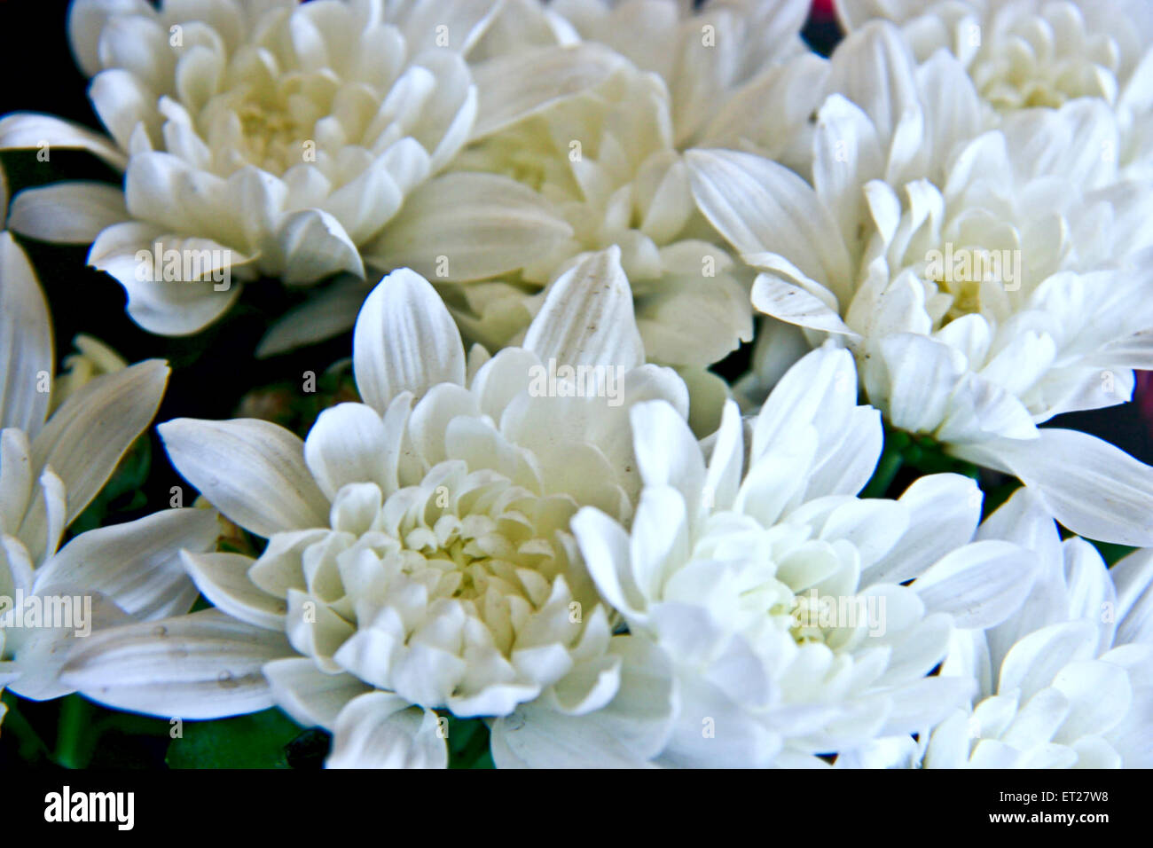 Delicate petals of spring garden flowers Stock Photo - Alamy