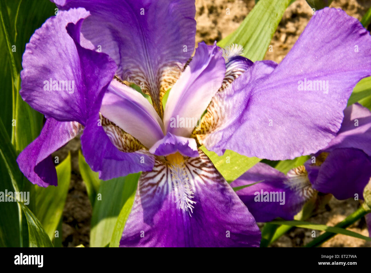 Delicate tremulous iris flower hi-res stock photography and images - Alamy