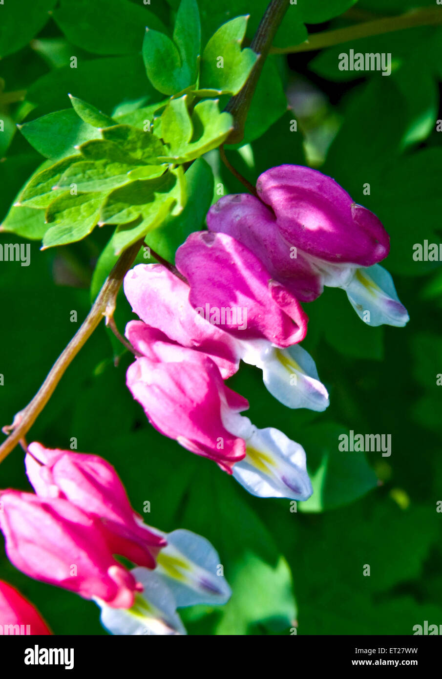 Bud shape flowers hi-res stock photography and images - Alamy