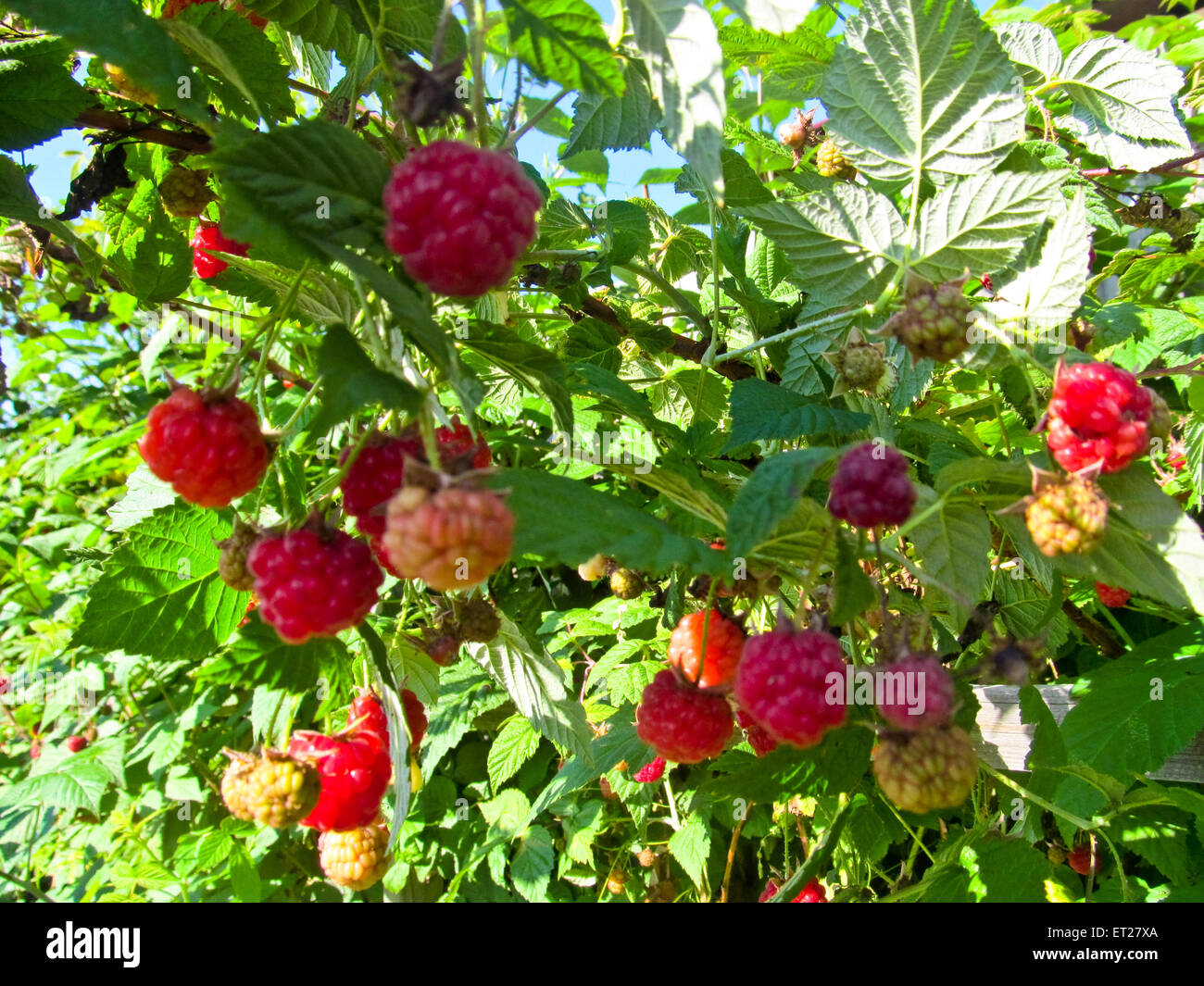 large, heavy ripe red raspberries Stock Photo - Alamy