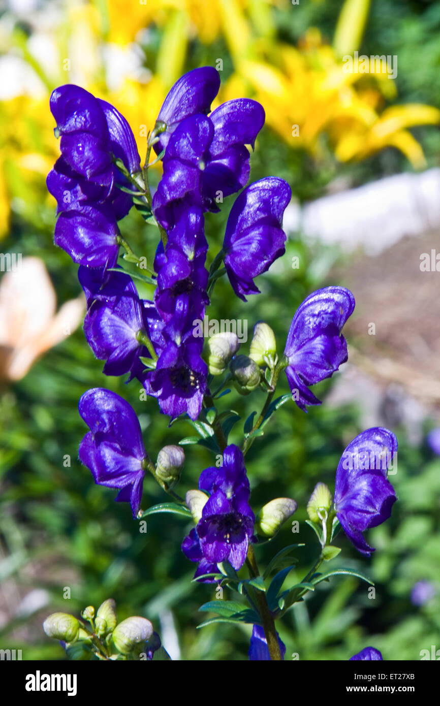 beautiful background of fresh flowers Stock Photo - Alamy
