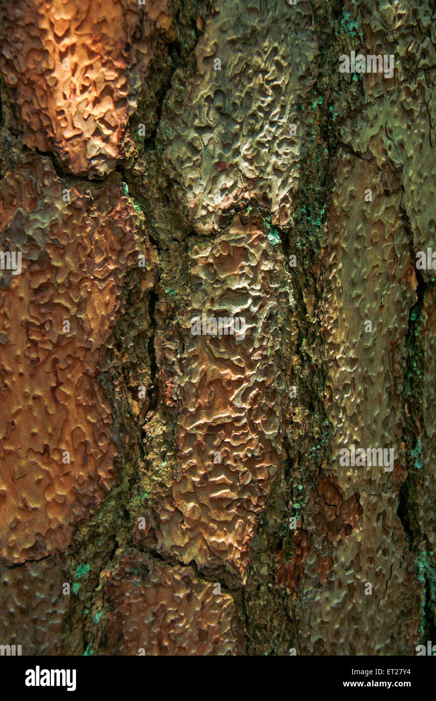 Pattern of tree bark hi-res stock photography and images - Alamy