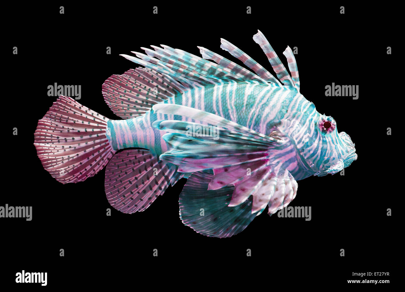Pterois volitans, Lionfish - Isolated on black - Blue and red Stock ...