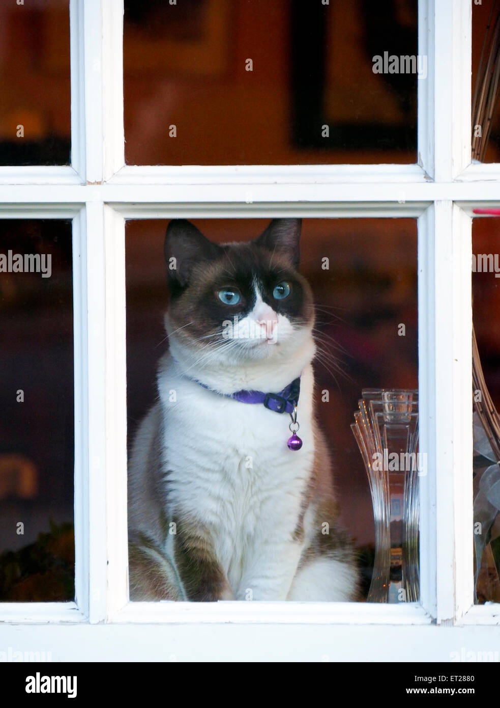 Snowshoe Cat Sitting in Window Stock Photo - Alamy