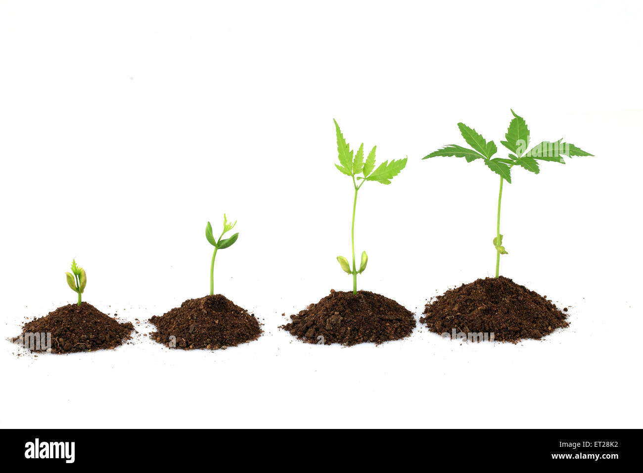 Evolution Stages High Resolution Stock Photography and Images - Alamy