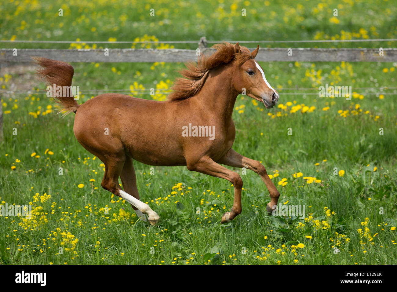 Arabian yearling mare galloping in meadow Stock Photo - Alamy