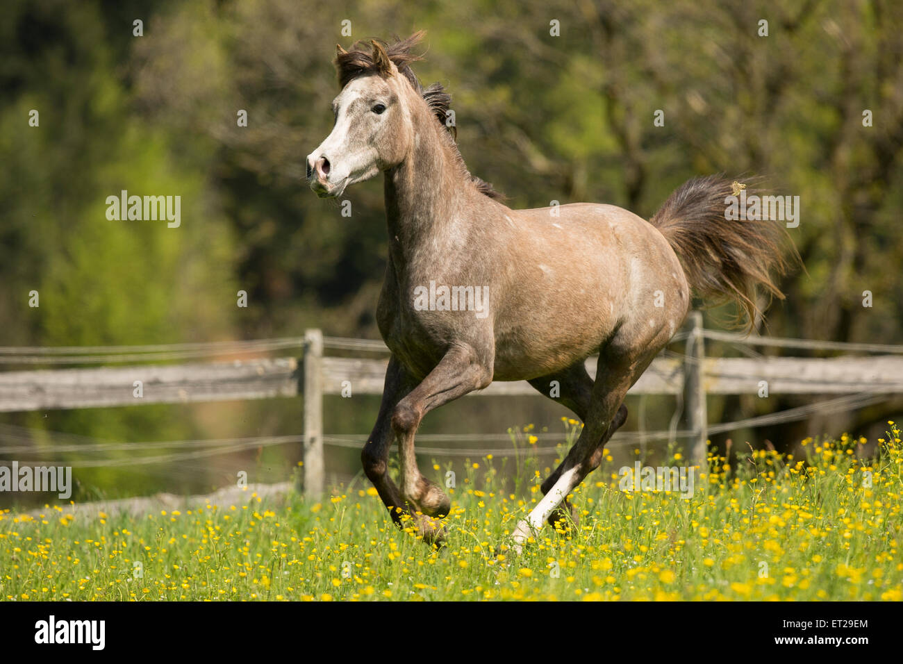 Thoroughbred arabian horse galloping in hi-res stock photography and ...