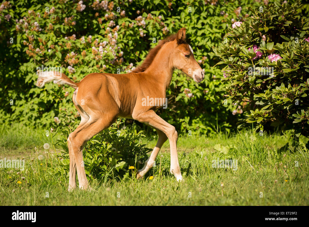 Foal first steps hi-res stock photography and images - Alamy