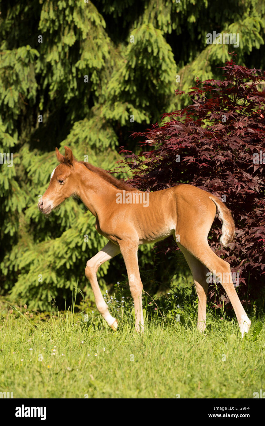 Foal first steps hi-res stock photography and images - Alamy