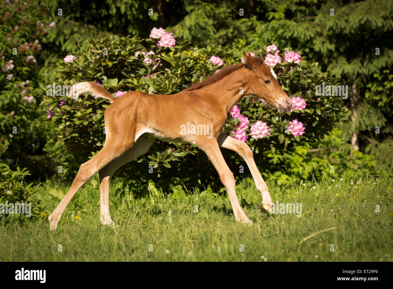 Arabian chestnut filly taking first steps Stock Photo - Alamy