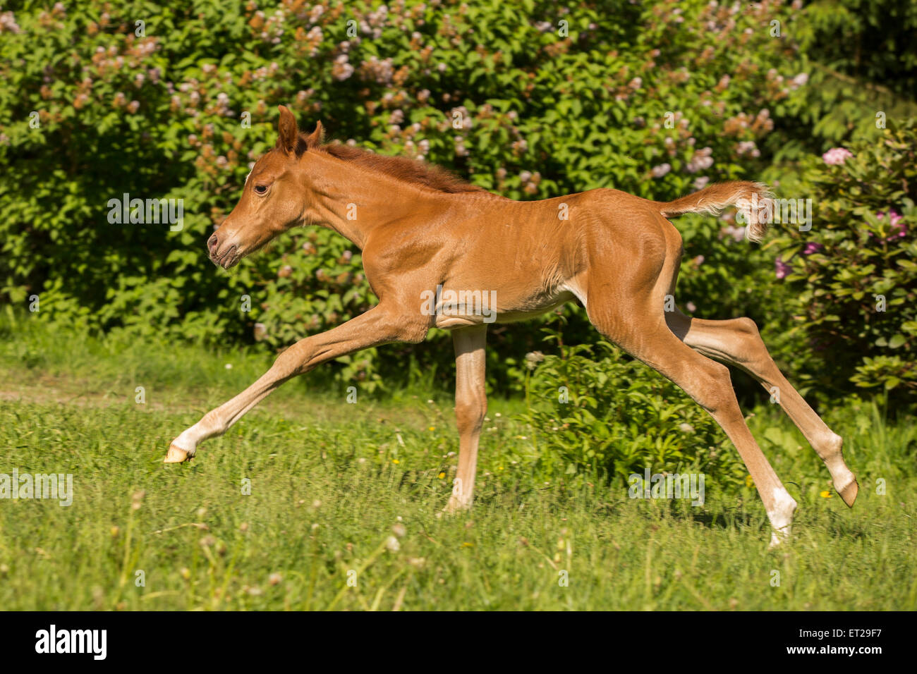 Arabian chestnut filly Stock Photo - Alamy