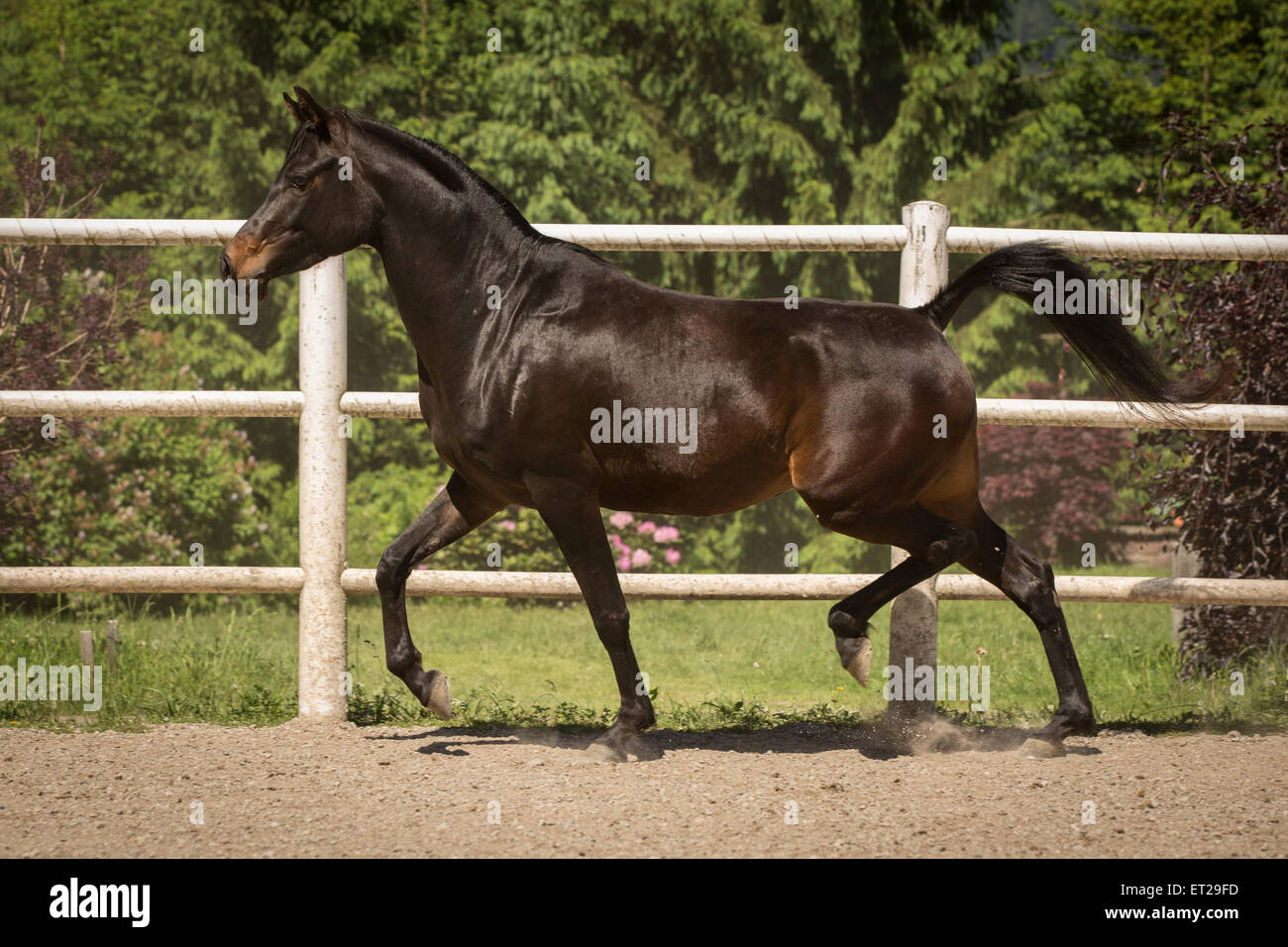 Arabian mare trotting on sand paddock Stock Photo - Alamy