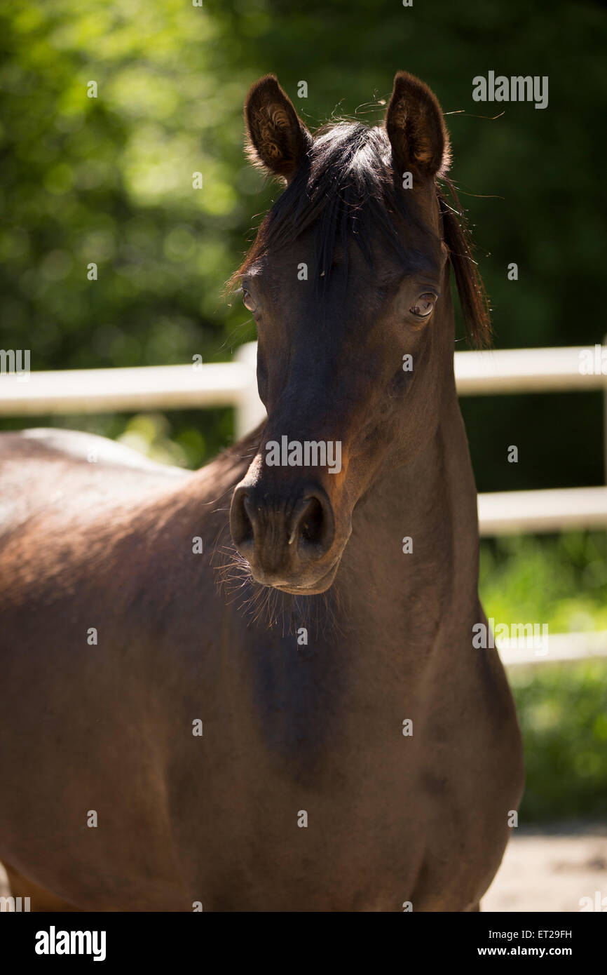Arabian mare, portrait Stock Photo - Alamy