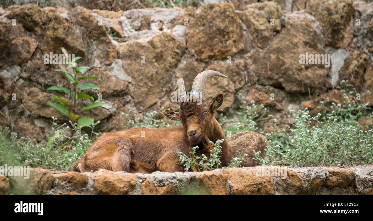 Goat of montecristo (Capra sp.), Rome zoo, Italy Stock Photo - Alamy