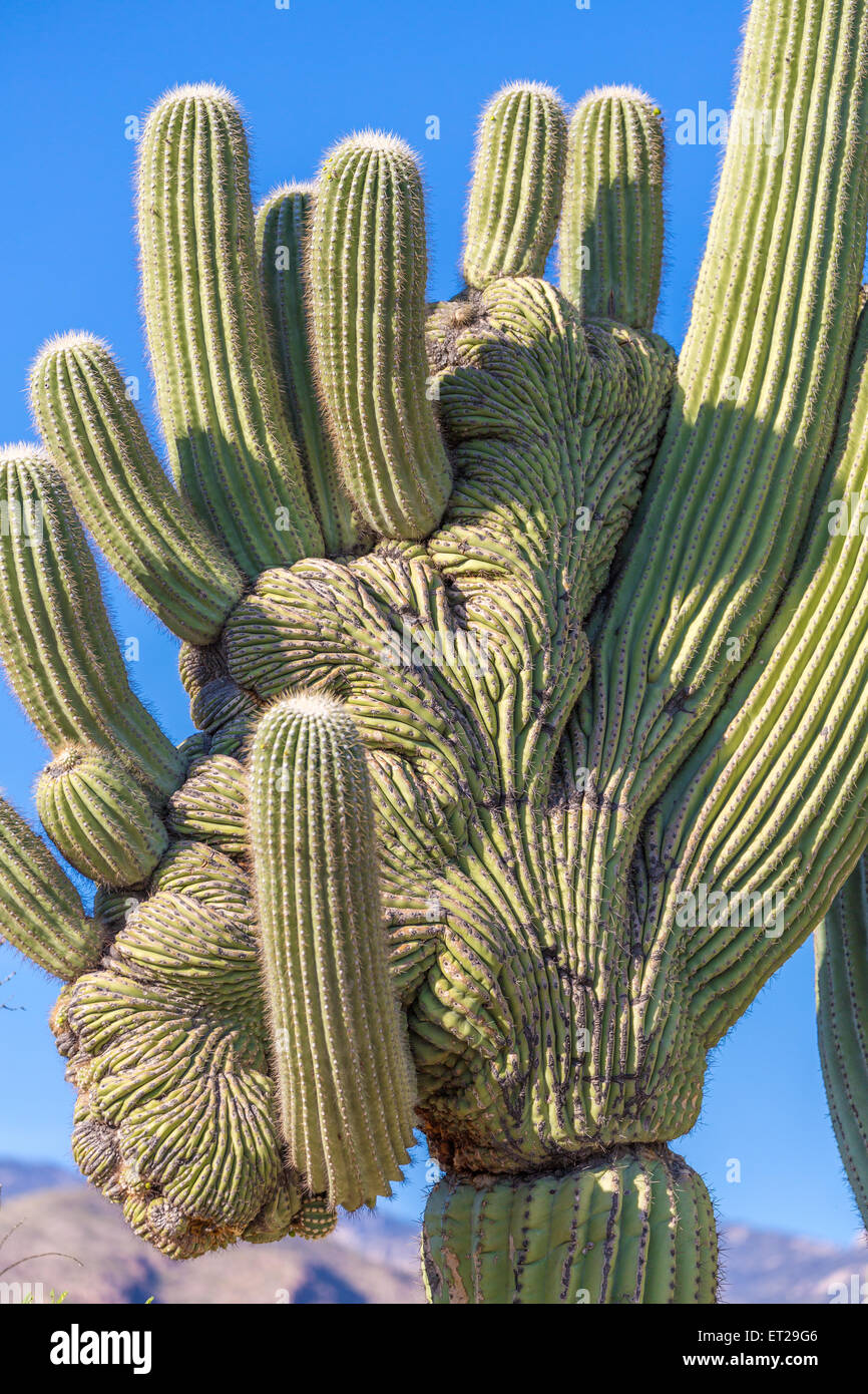 Mutated saguaro cactus (Carnegiea gigantea), Sonoran desert, Tucson ...