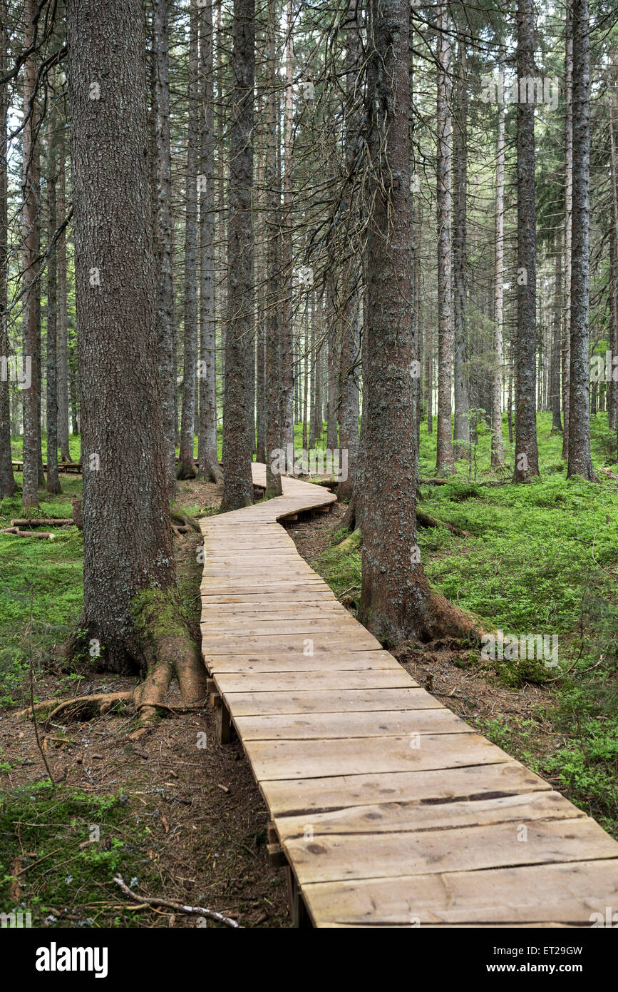 Magic forest path, Bernau, Black Forest, Baden-Württemberg, Germany ...