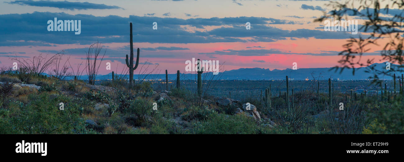 Cactus landscape with saguaro cacti (saguaro) at sunset, Sonoran Desert ...