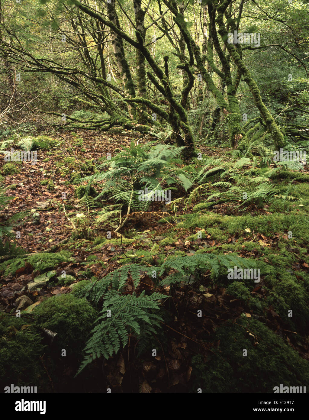 Trees, ferns and waterfalls in Lael Forest, Braemore Wood, near ...