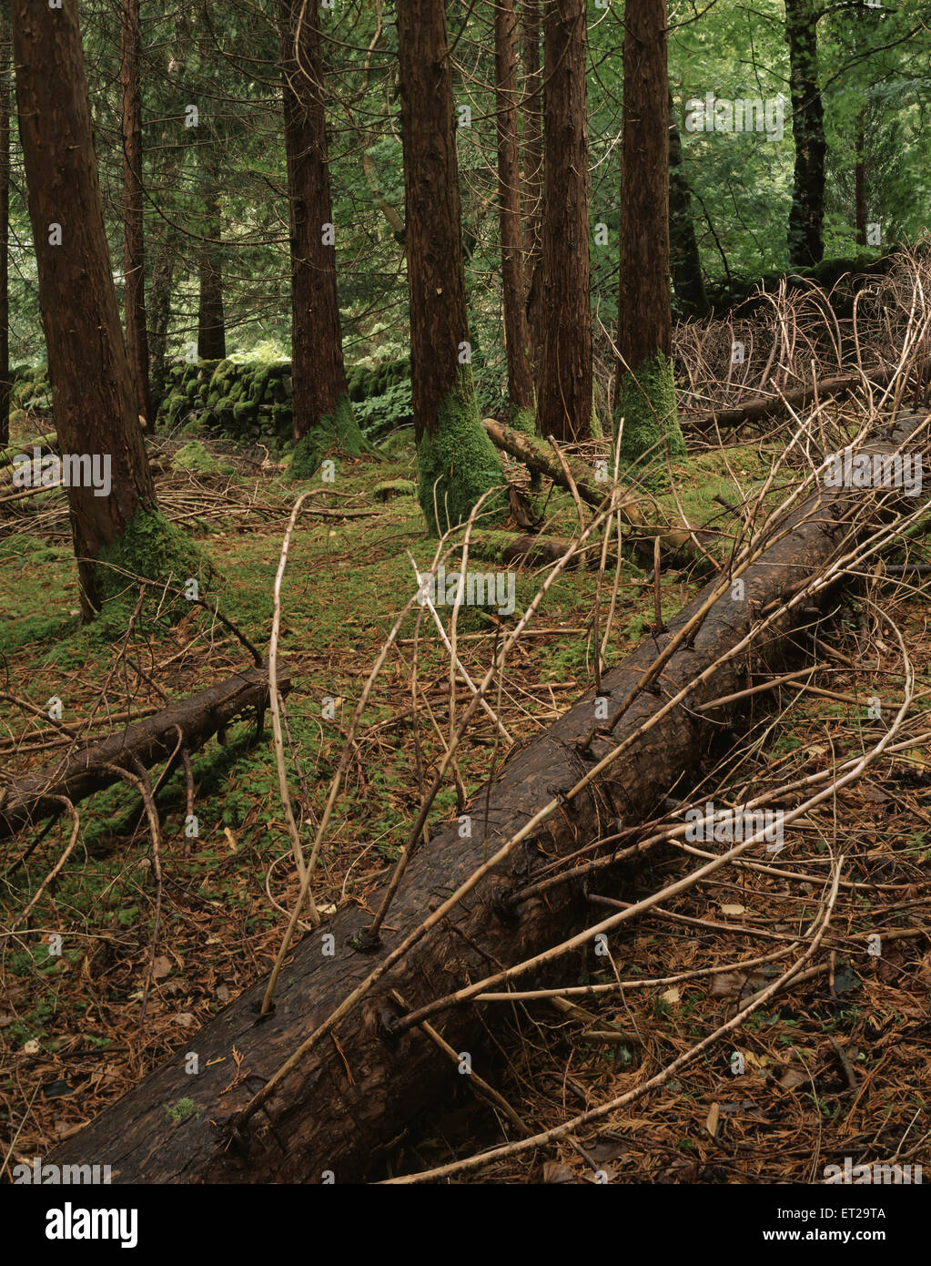 Trees, ferns and waterfalls in Lael Forest, Braemore Wood, near ...