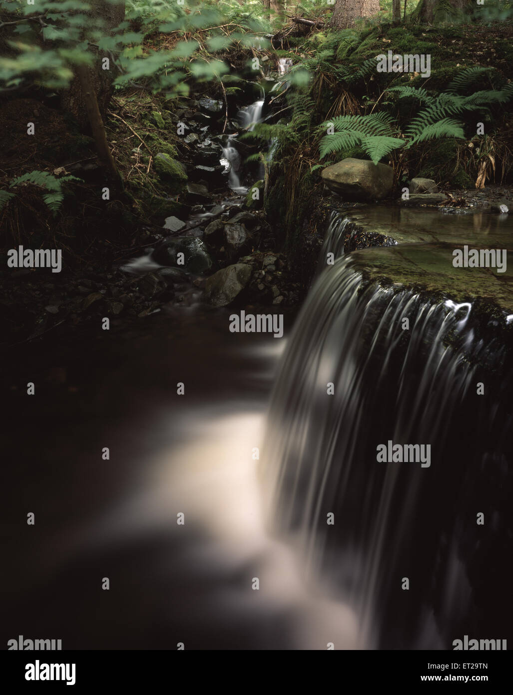 Trees, ferns and waterfalls in Lael Forest, Braemore Wood, near ...
