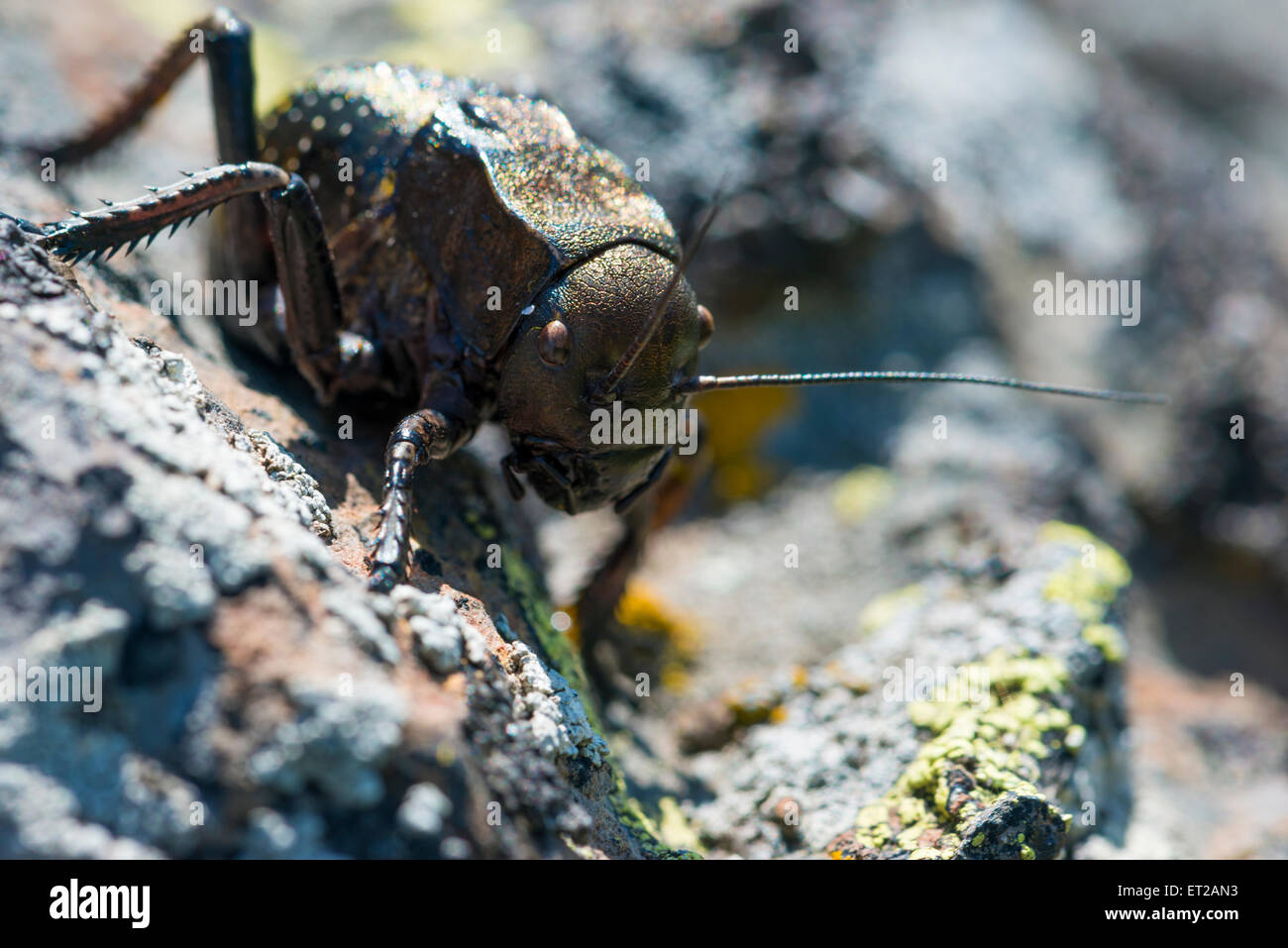 Bradyporus dasypus in natural background Stock Photo - Alamy