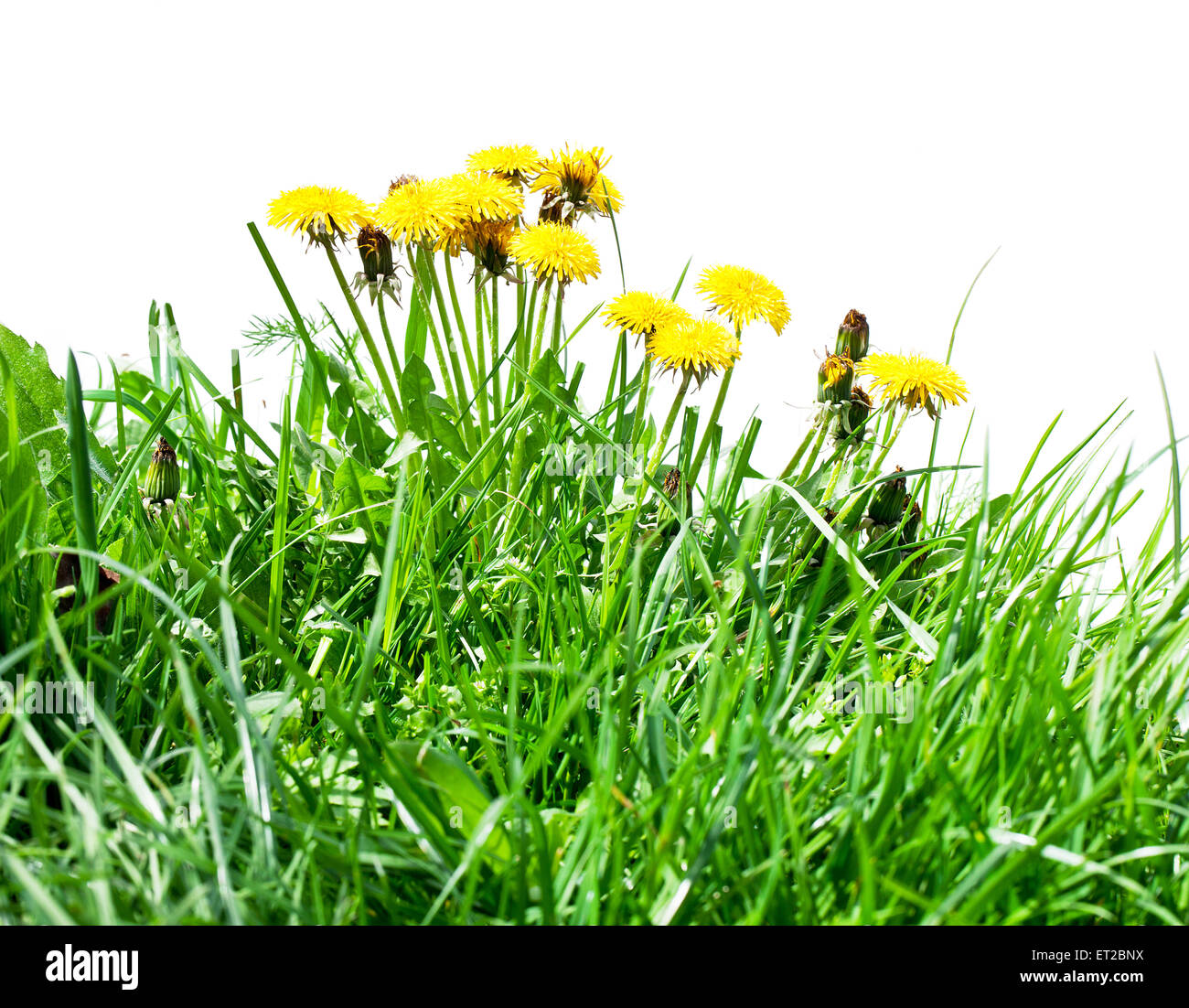 Dandelion flowers in the fresh green grass Stock Photo - Alamy