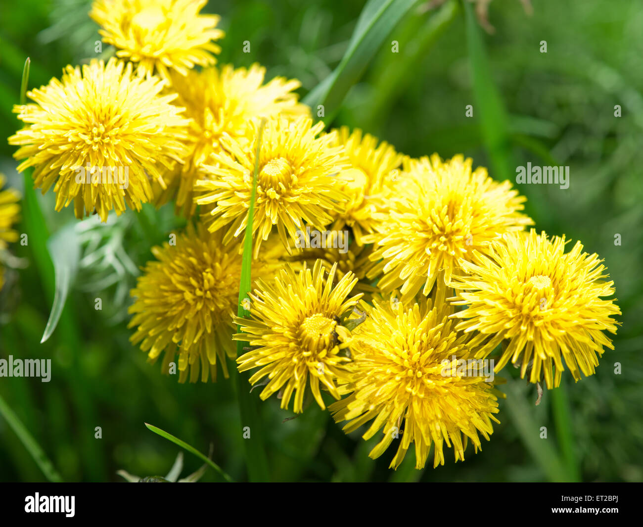 Garden dandelion hi-res stock photography and images - Alamy