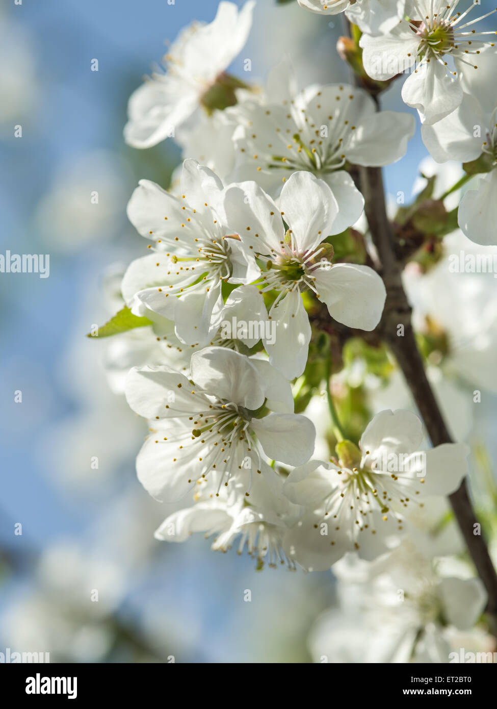 Apple tree twig hi-res stock photography and images - Alamy