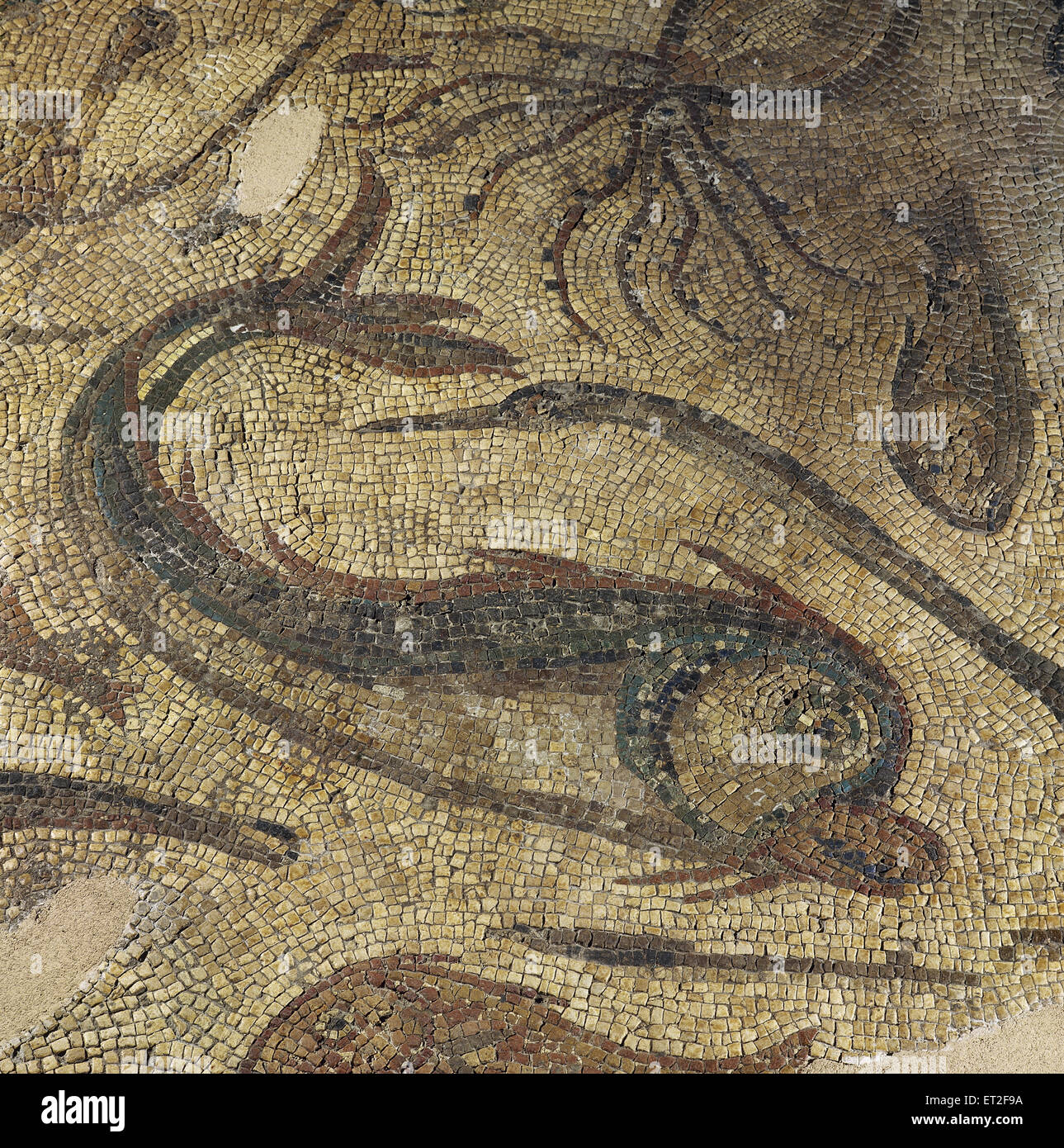 Roman mosaic fish hi-res stock photography and images - Alamy