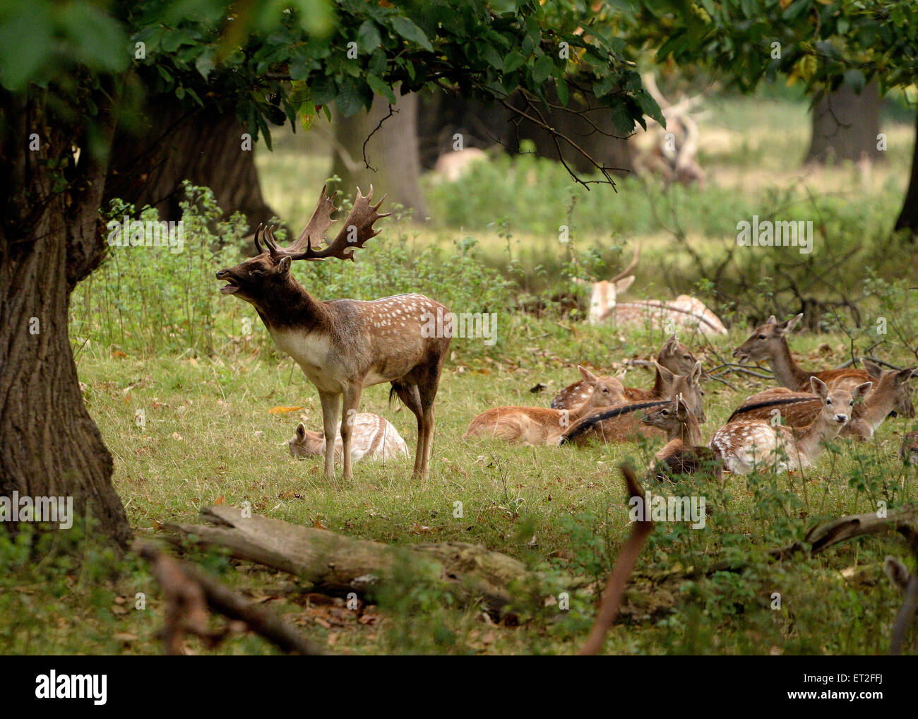The harem guard hi-res stock photography and images - Alamy
