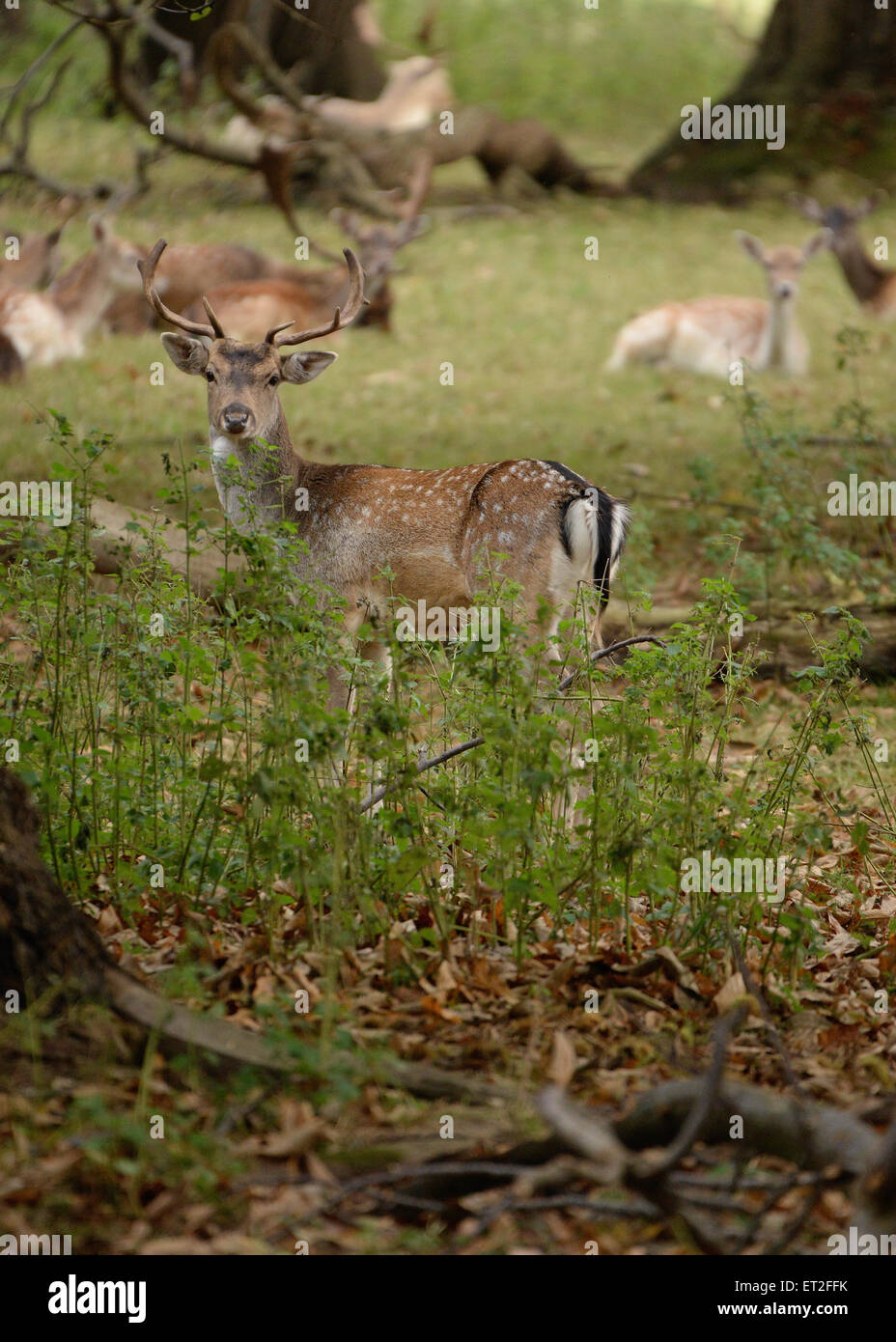Fallow buck hi-res stock photography and images - Alamy