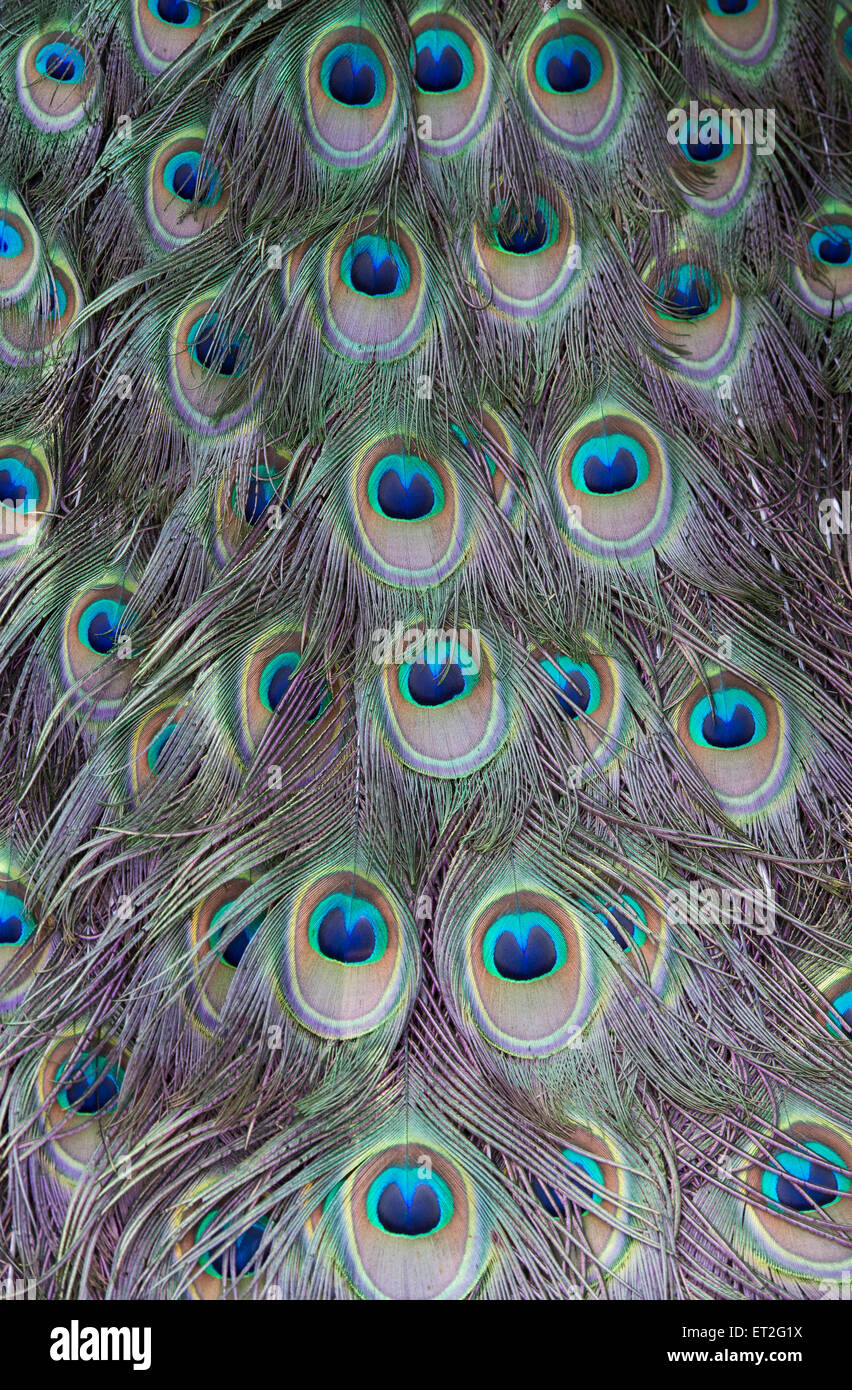 Peacock tail fanning hi-res stock photography and images - Alamy