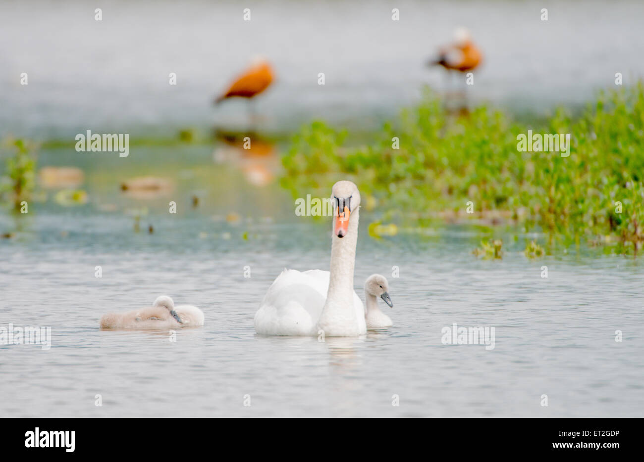 Beautiful white swan with baby chicks Stock Photo - Alamy