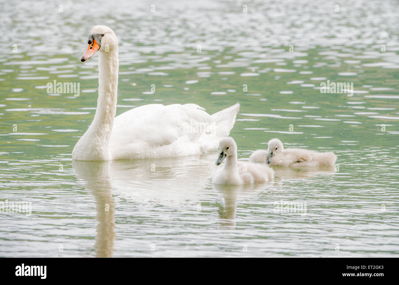 Beautiful white swan with baby chicks Stock Photo - Alamy