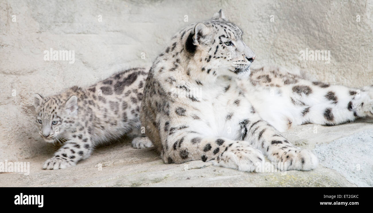 Snow leopard adult with young Stock Photo - Alamy