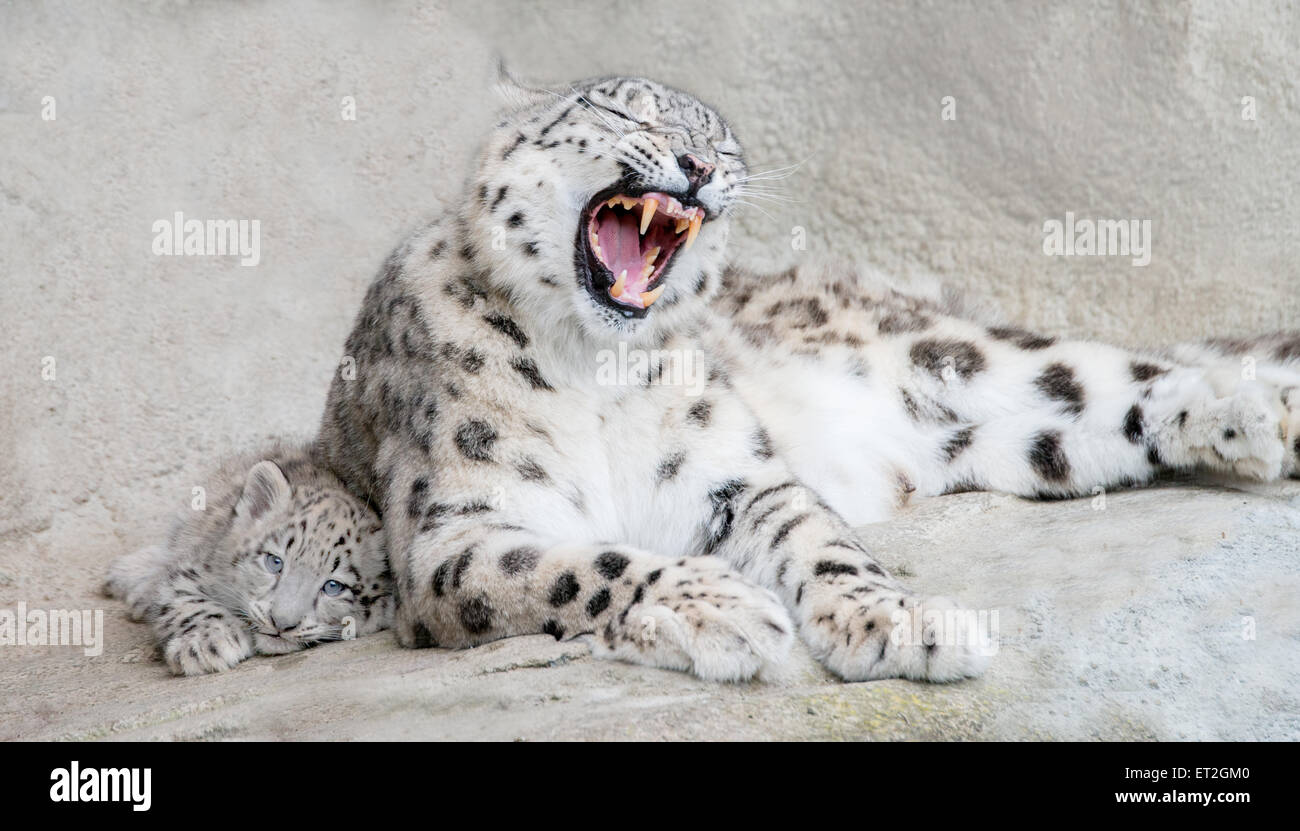 Snow Leopard Roaring