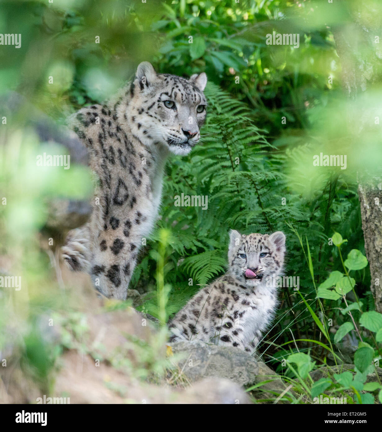 Green leopard hi-res stock photography and images - Alamy