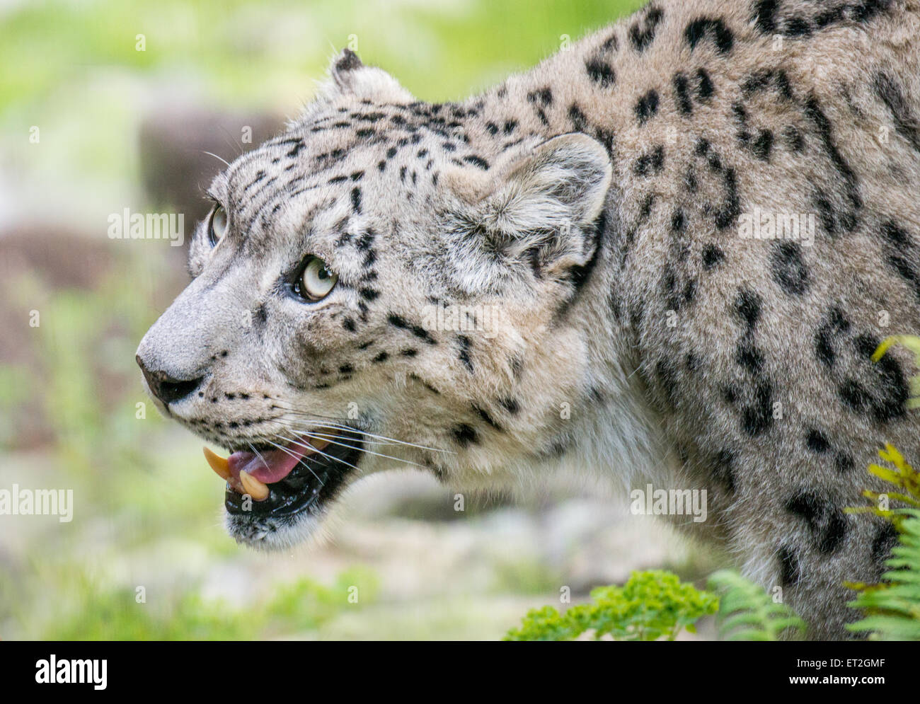Snow leopard roar Stock Photo - Alamy