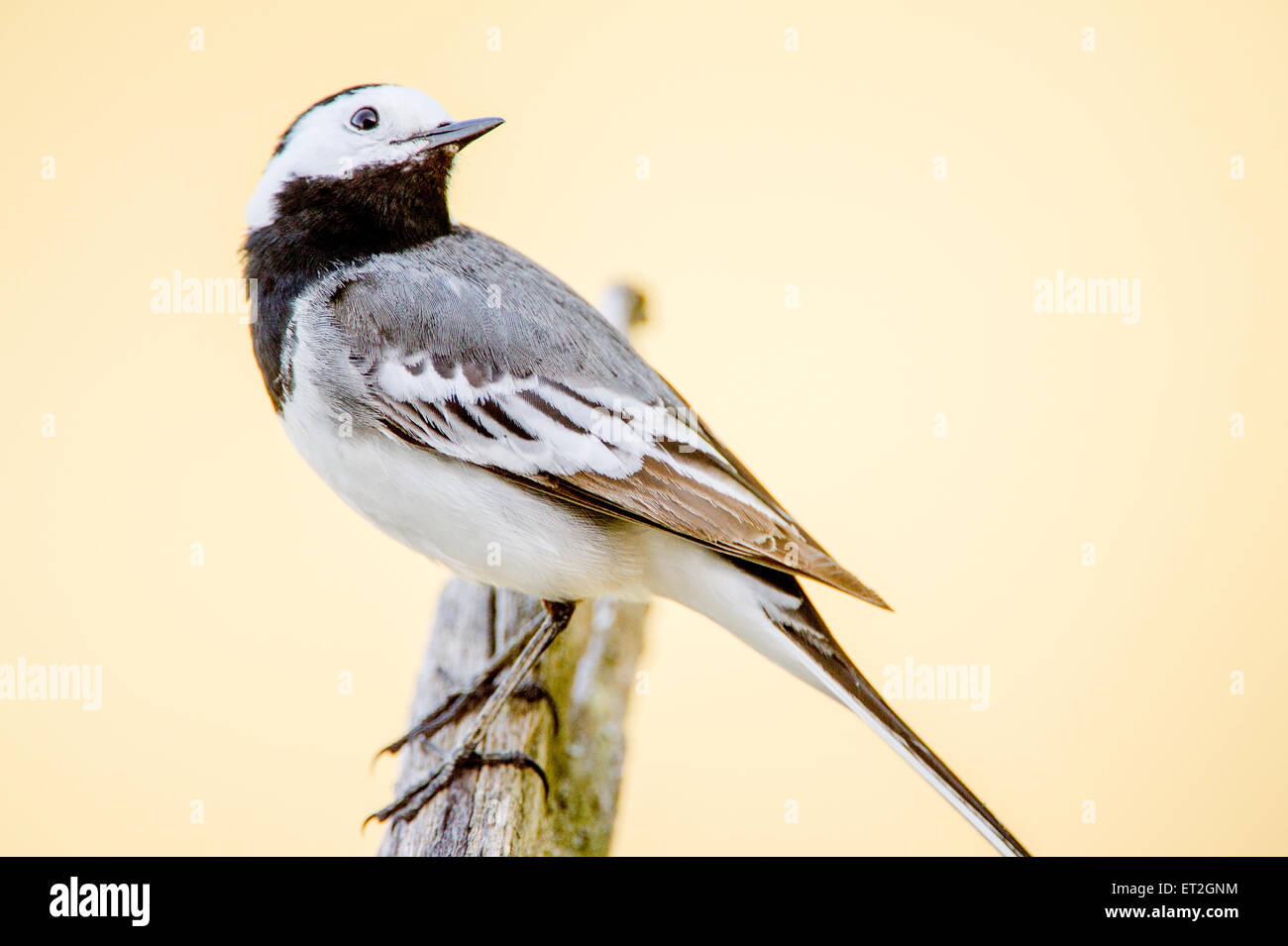 White wagtail close-up Stock Photo - Alamy