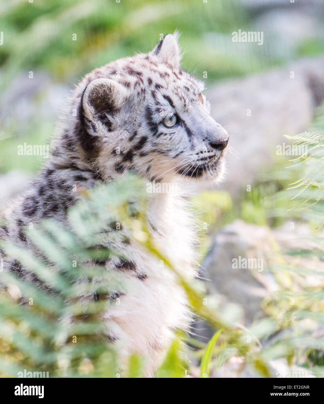 Leopard sitting hi-res stock photography and images - Alamy
