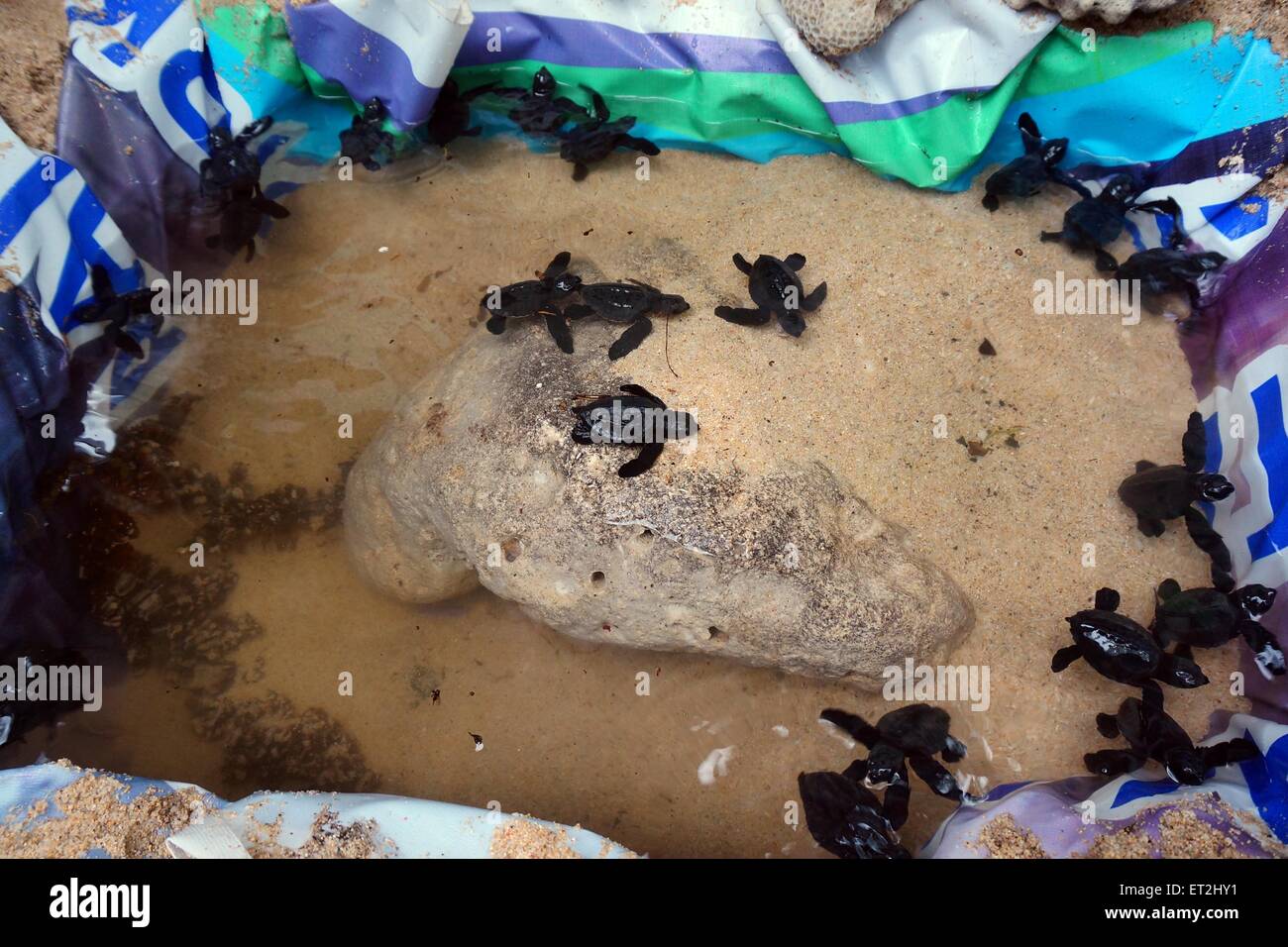 Save sea turtles hi-res stock photography and images - Alamy