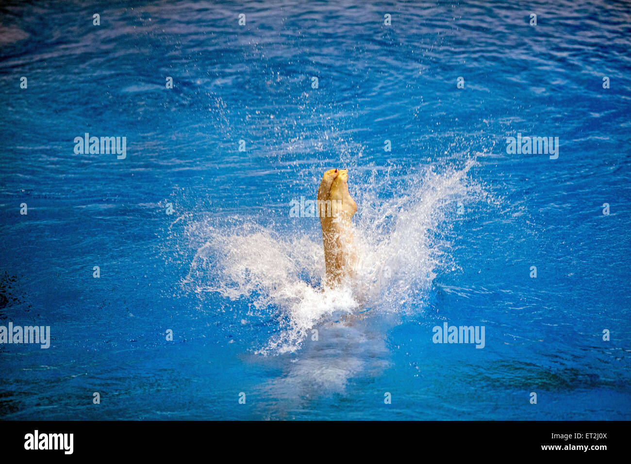 Rostock, Germany. 10th June, 2015. French diver Laura Marino dives ...