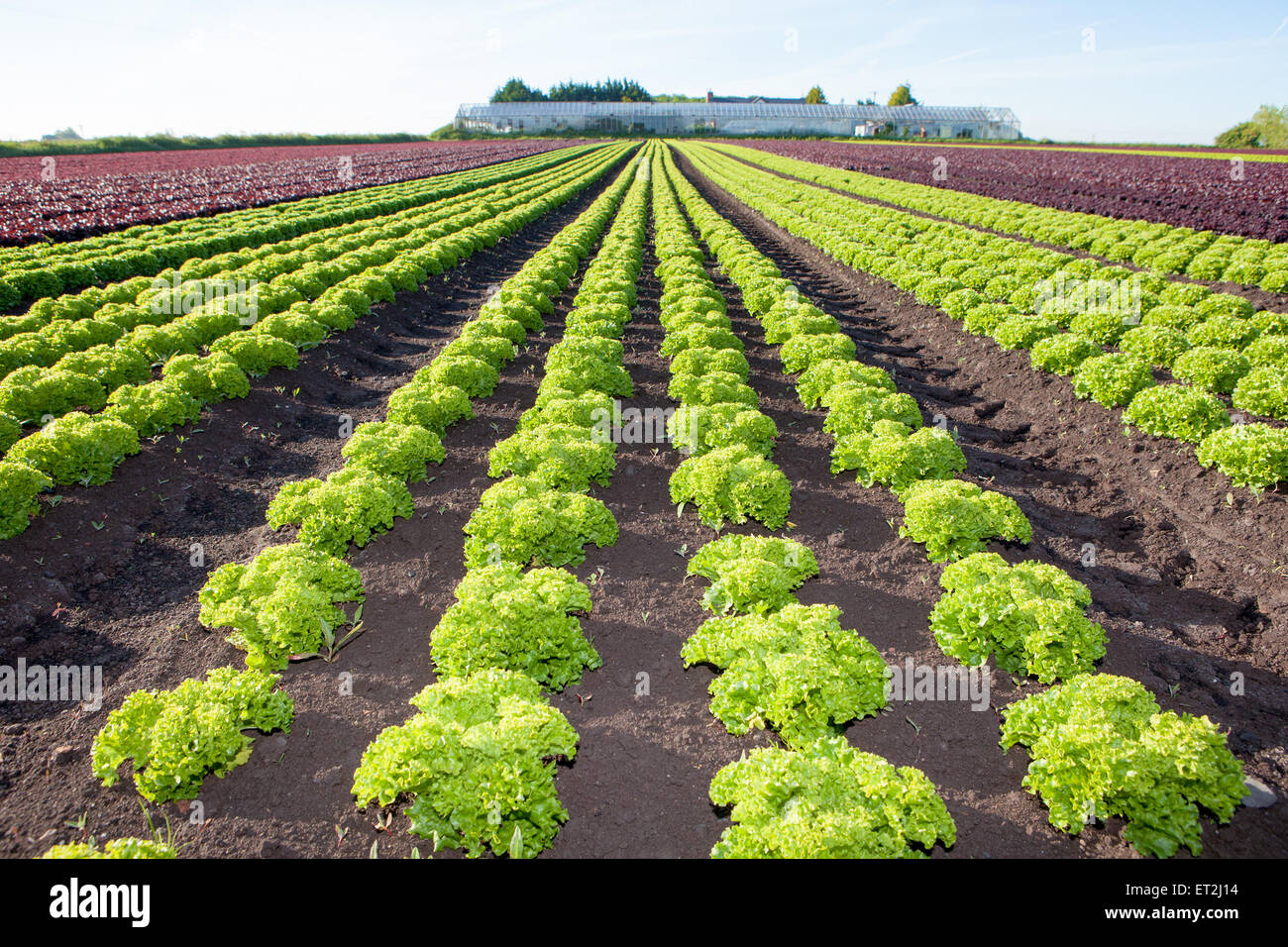 Tarleton, Lancashire, UK 11th June, 2015 UK Weather. Warm weather ...