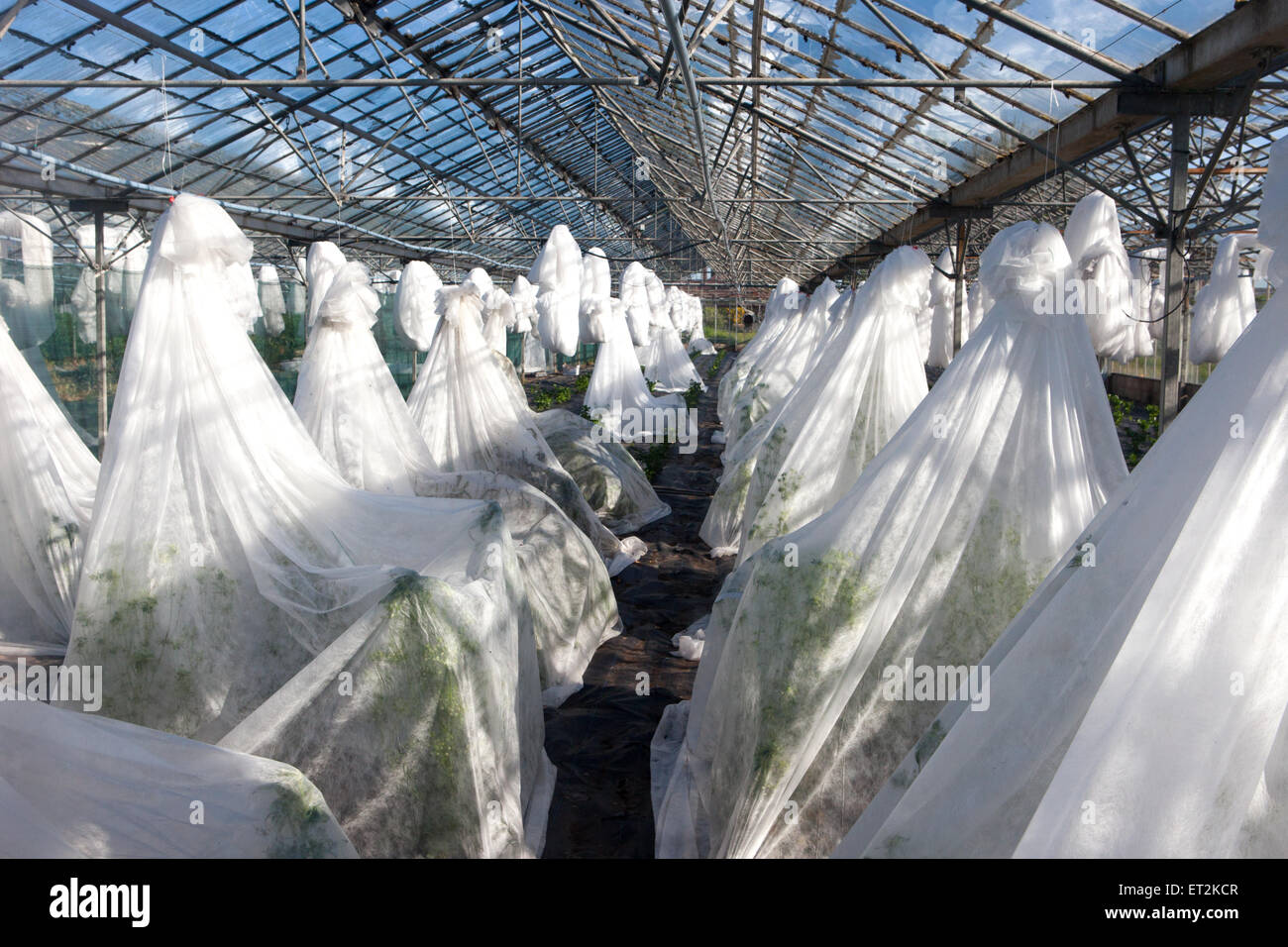 Plant shrouds hi-res stock photography and images - Alamy