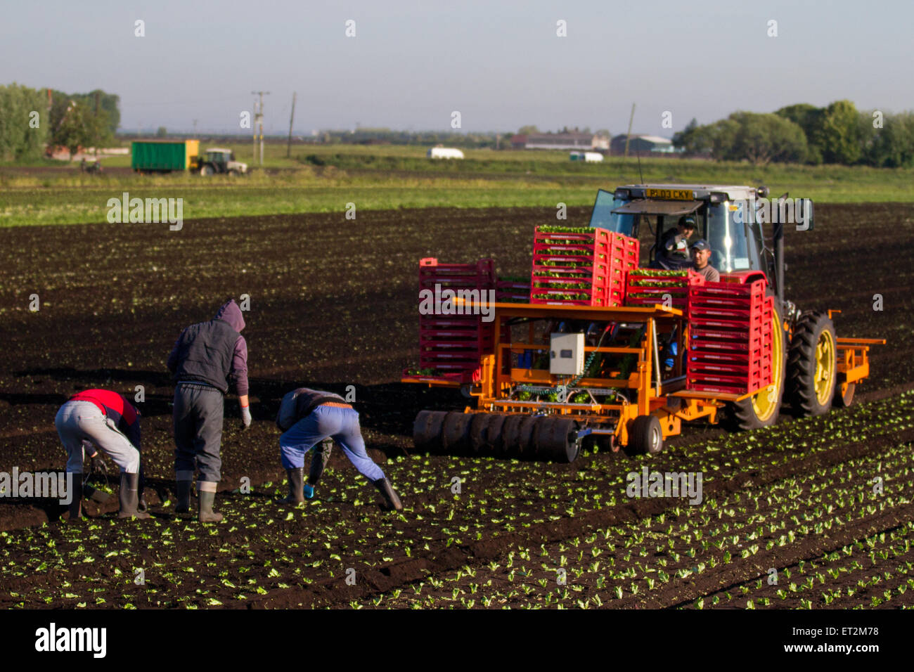 Tarleton, Lancashire, UK 11th June, 2015 UK Weather. Automatic machine ...
