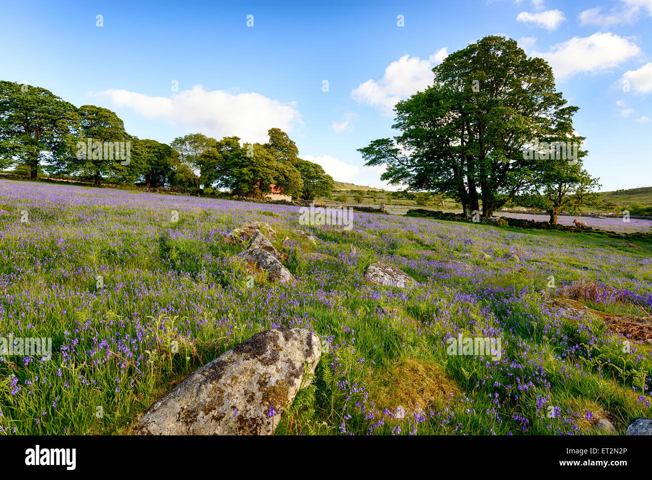 A beautiful bluebell meadow at Emsworthy Mire on Dartmoor National Park ...